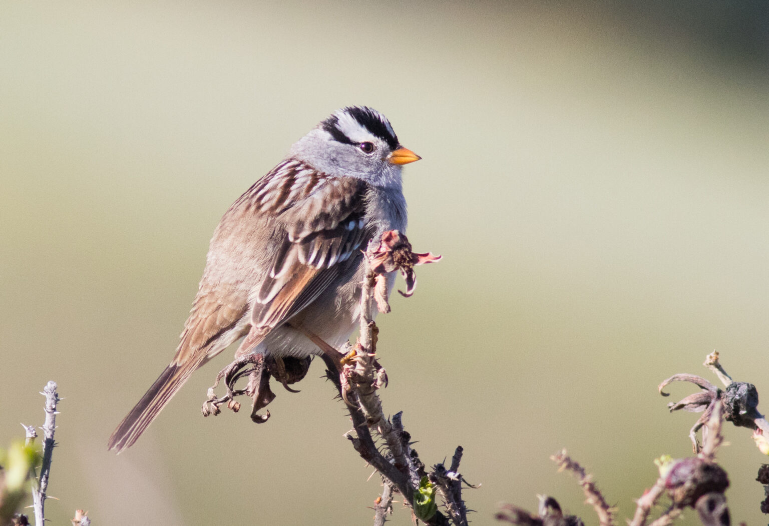 Bird walks on the Palouse Fall 2025 registration – Palouse Audubon Society
