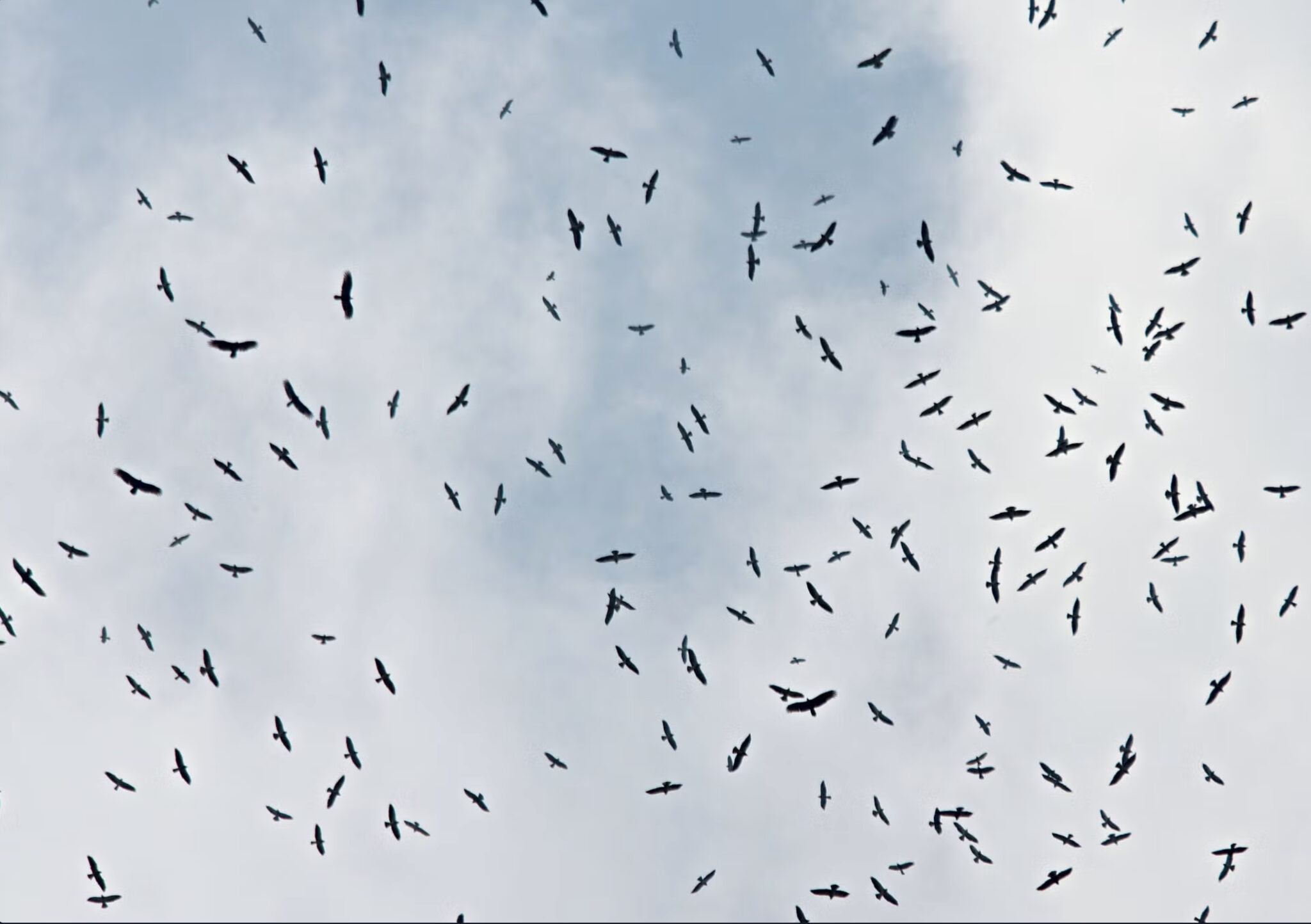 Events – Palouse Audubon Society